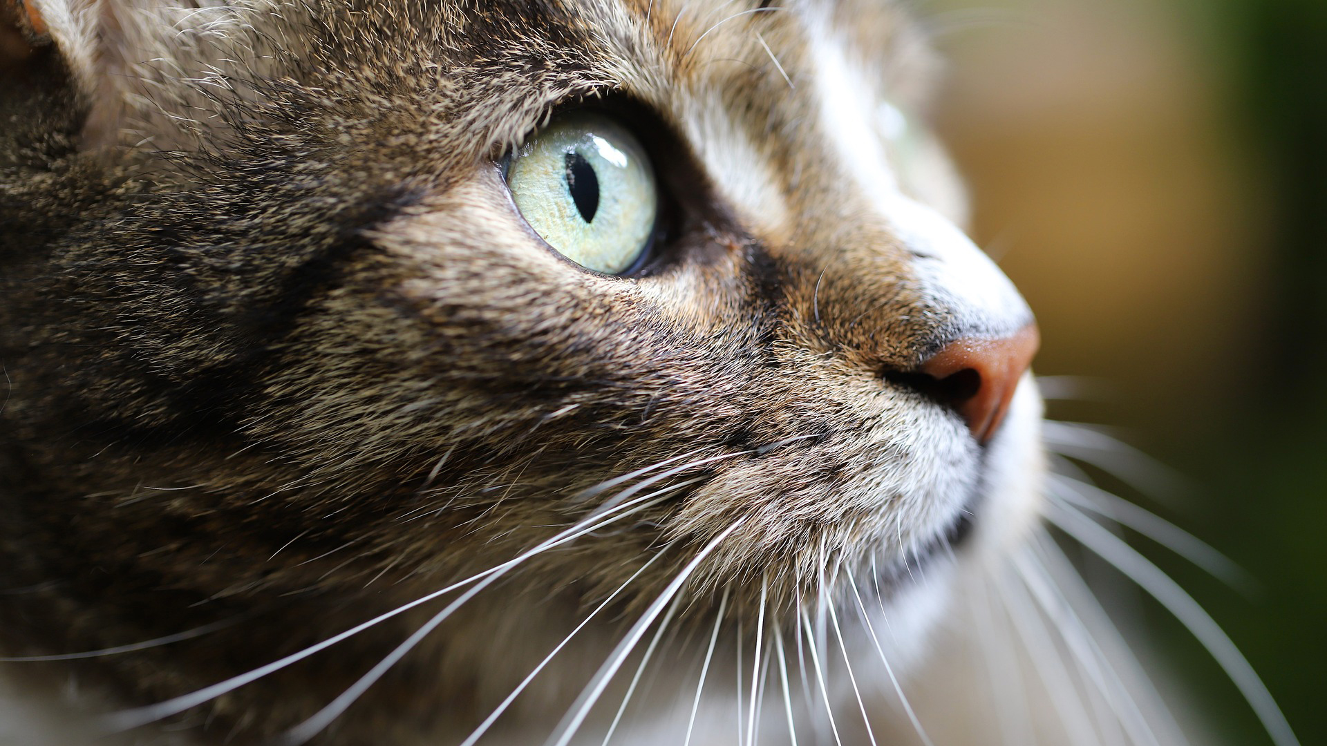 Tìm hiểu về râu mèo: Chức năng & cách cắt râu mèo | Temptations™ Việt Nam