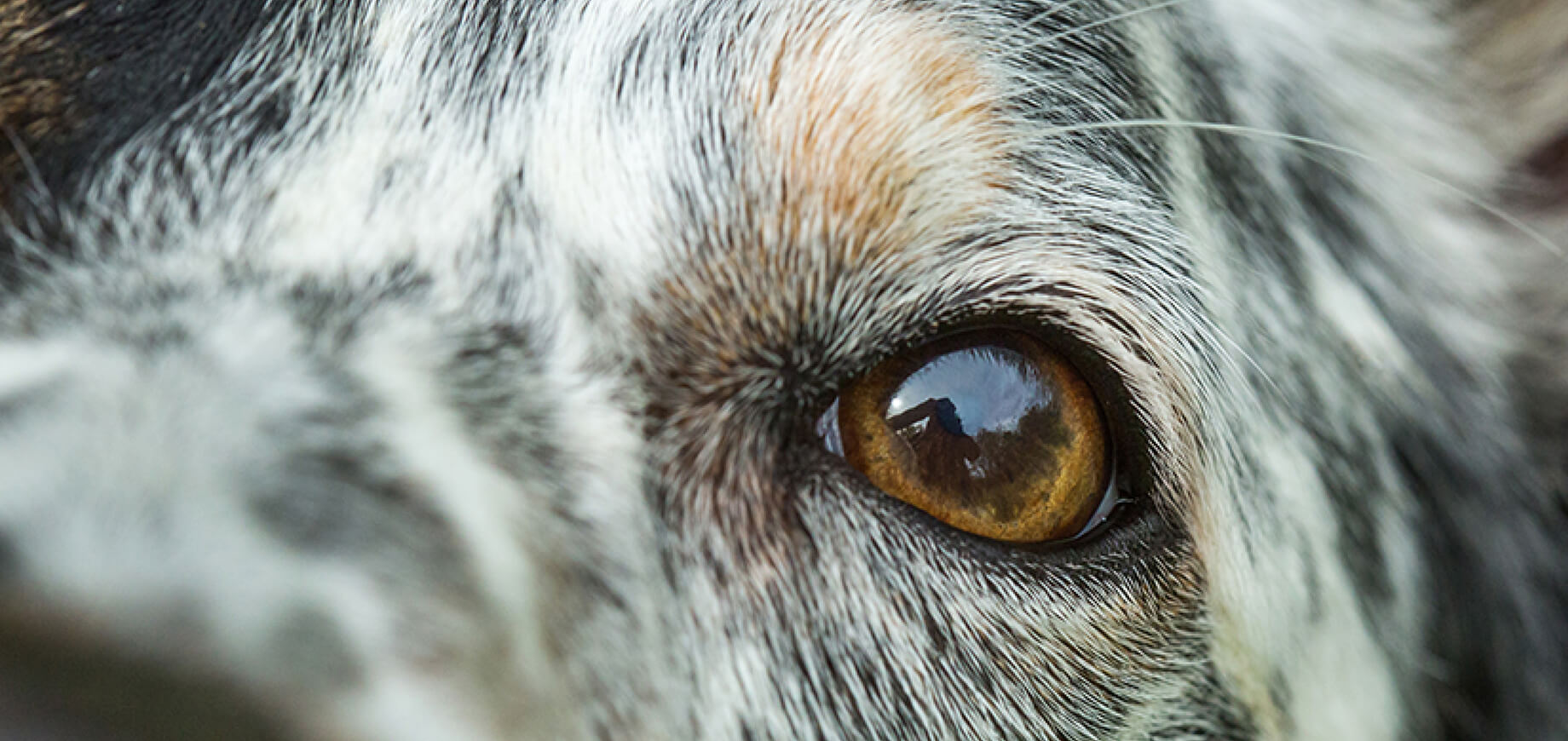 Fleas on Dogs | Flea Treatment | Pedigree®