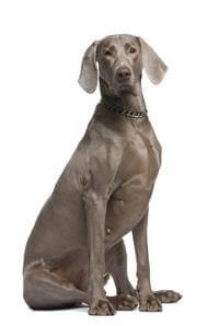 Weimaraner | Small, Medium and Big Dog Breeds