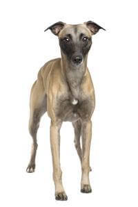 Whippet | Small, Medium and Big Dog Breeds