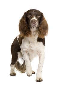 English Springer Spaniel | Small, Medium and Big Dog Breeds