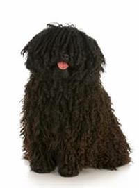 Puli | Small, Medium and Big Dog Breeds