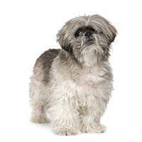 Lhasa Apso | Small, Medium and Big Dog Breeds