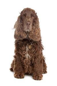 Cocker Spaniel | Small, Medium and Big Dog Breeds