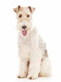 Fox Terrier | Small, Medium and Big Dog Breeds