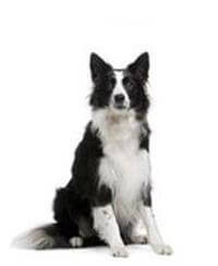 Border Collie | Small, Medium and Big Dog Breeds