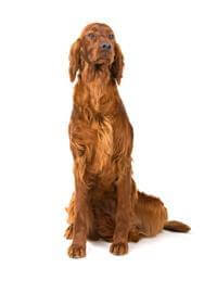 Irish Setter | Small, Medium and Big Dog Breeds