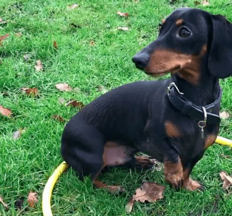 Hbitost vašeho psa – věnujte péči jeho zdraví | PERFECT FIT™