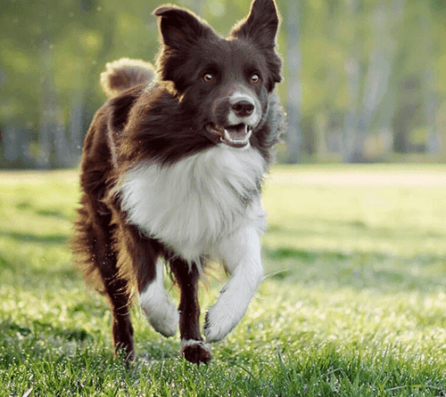 Elämä Koirassi Kanssa | PERFECT FIT™