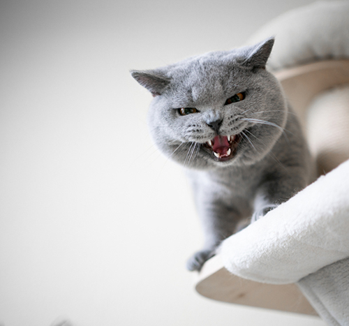 Conseils et Infos Chats | Perfect Fit™