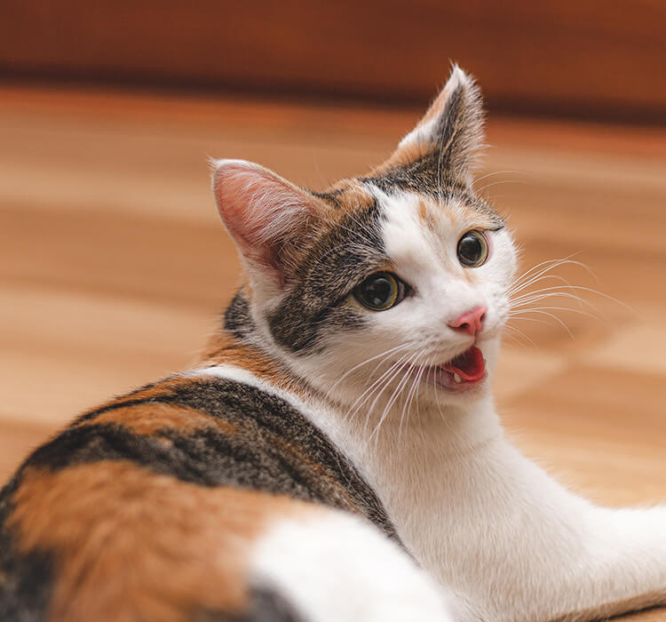 Chat Respiration Lourde Bacon Comprendre Les 3 Types De Respiration