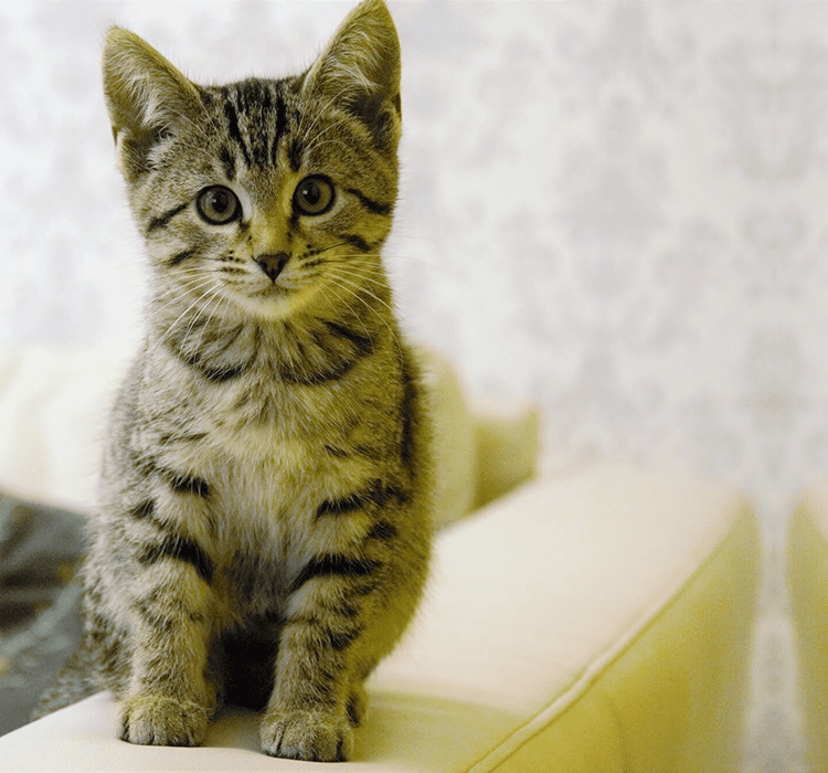 Mruczenie kota – czy to zawsze dobry znak?