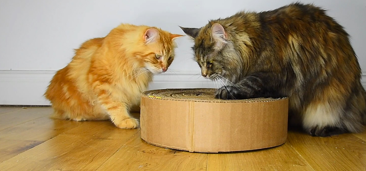 Cat Scratch – Give your Cat a Place to Scratch | PERFECT FIT™