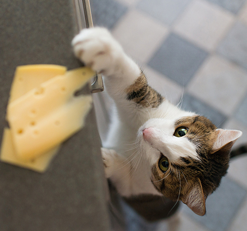 Cat Care Advice | PERFECT FIT™