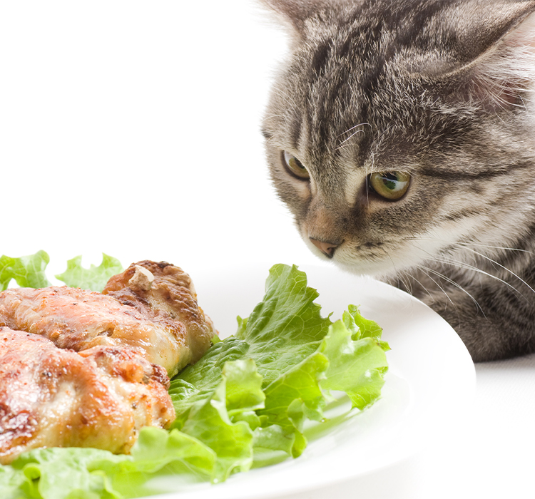Can cats eat raw chicken? | Perfect Fit™ UK