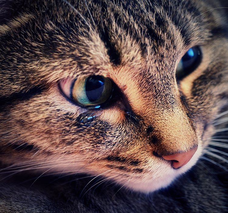 How to stop your cat crying | Perfect Fit™ UK