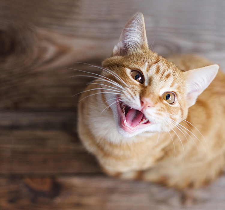 Why Is My Cat Meowing So Much? | Perfect Fit™ UK