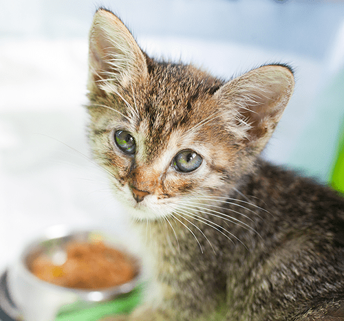 Cat Care Advice | PERFECT FIT™