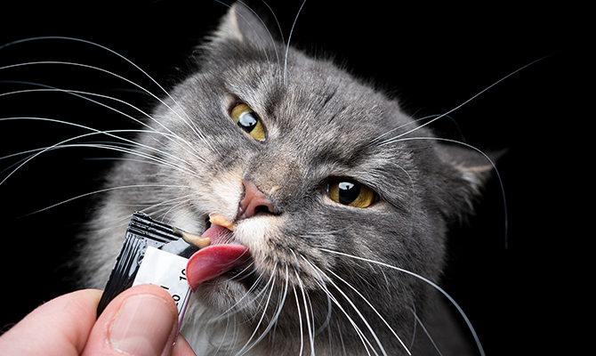 Tip Memilih Cemilan Kucing Terbaik | Sheba® Indonesia