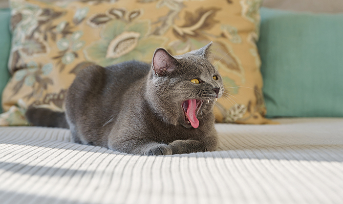 Mengatasi Bau Mulut Kucing yang Tak Sedap | Sheba® Indonesia