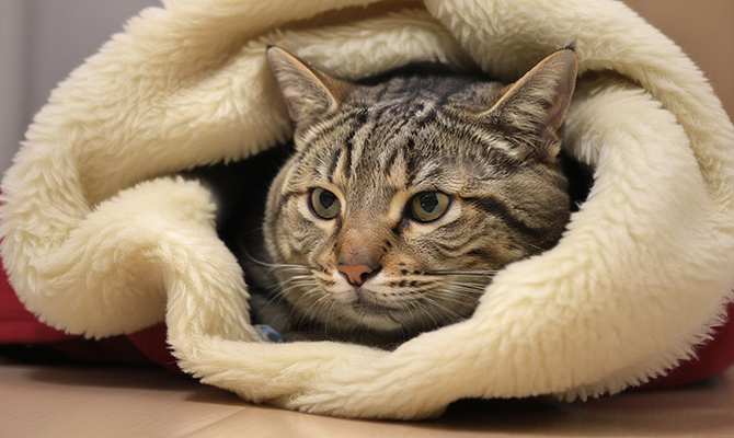 Tips untuk Mencegah Kucing Demam | Sheba® Indonesia