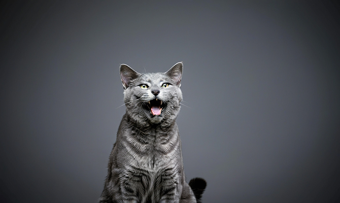 Penjelasan Suara Kucing: Mengeong, Mendengkur & Lainnya | Sheba® Indonesia