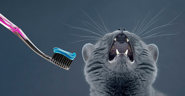 Perawatan Gigi Kucing: Cara Menyikat Gigi Kucing | Sheba® Indonesia