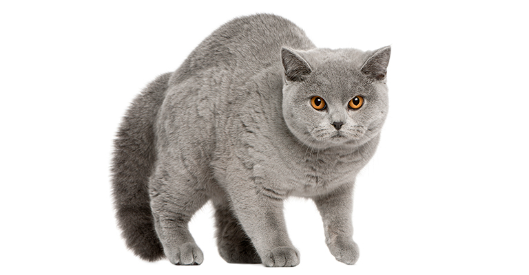 Cara Mengatasi Kucing Galak dan Agresif | Sheba® Indonesia