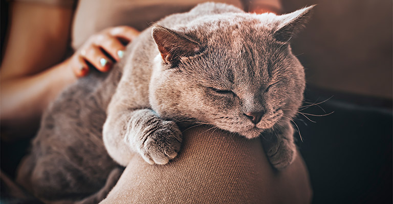 Identifikasi Tanda-tanda Kucing Hamil | Sheba® Indonesia