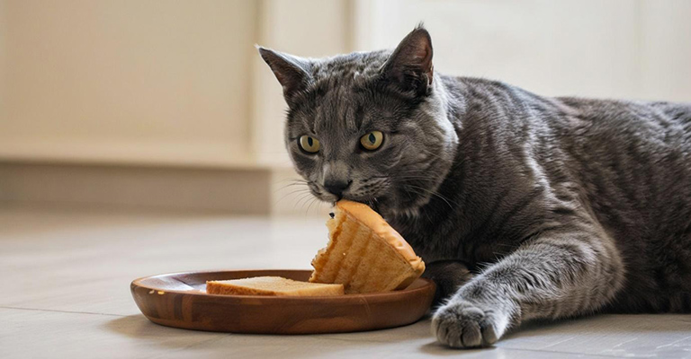 Apakah Kucing Bisa Makan Roti? Ketahui Manfaat Roti untuk Kucing ...