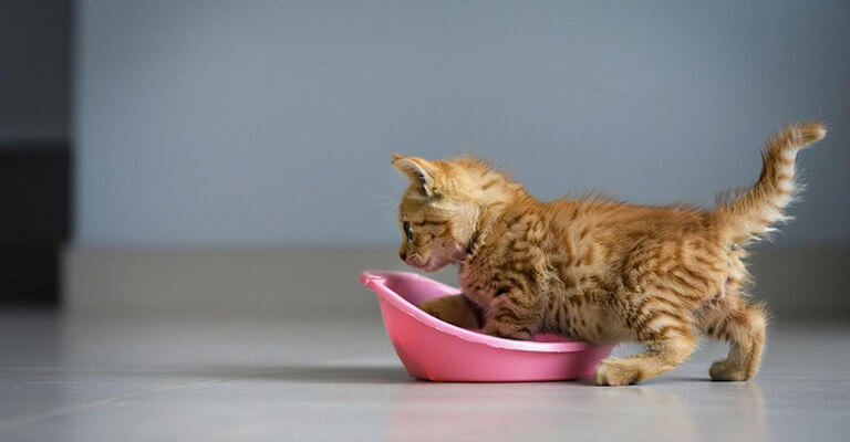 Pelajari Cara Mencegah Kucing Buang Air Sembarangan | Sheba® Indonesia