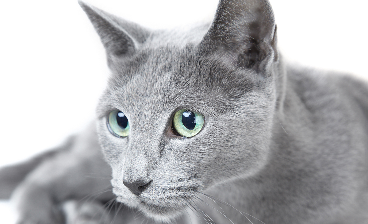 Cara Menggemukkan Kucing yang Terlalu Kurus | Sheba® Indonesia