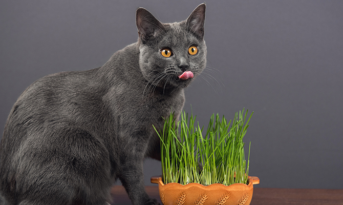 Manfaat Rumput: Kenapa Kucing Makan Rumput? | Sheba® Indonesia