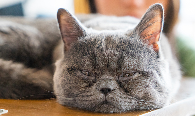 Penyebab dan Cara Mengatasi Kucing Kejang & Kram | Sheba® Indonesia