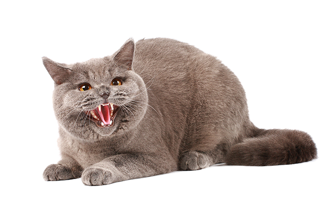 Cara Mengatasi Kucing Galak dan Agresif | Sheba® Indonesia