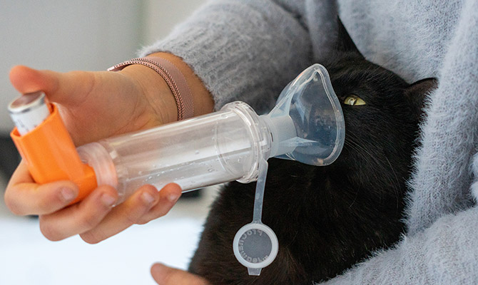 Tips Mengatasi Kucing Asma| Sheba® Indonesia