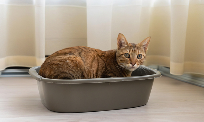 FLUTD pada Kucing: Mengobati Infeksi Saluran Kemih pada Kucing | Sheba ...