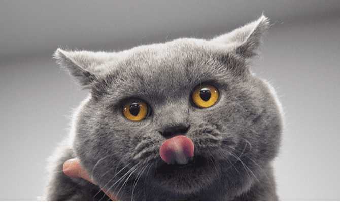 Fungsi Kumis pada Kucing | Sheba® Indonesia