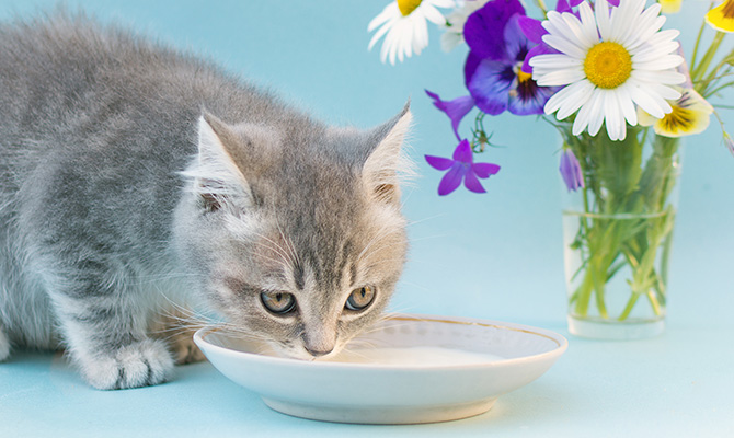 Makanan Kucing Yang Bagus untuk Kucing Anda | Sheba® Indonesia