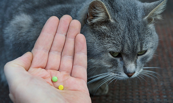 Tip & Cara Memberi Obat Kucing | Sheba® Indonesia