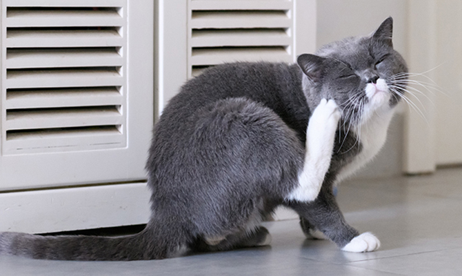 Kucing Demam - Cara Mengobati Kucing Demam | Sheba® Indonesia