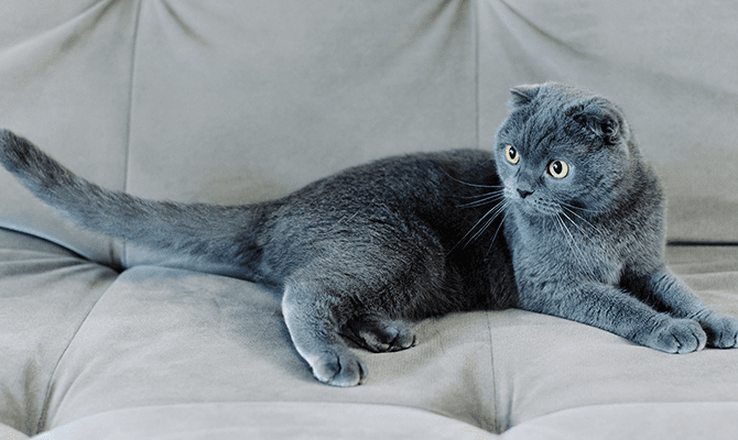 Memahami Bahasa Kucing untuk Berkomunikasi dengan Kucing | Sheba® Indonesia