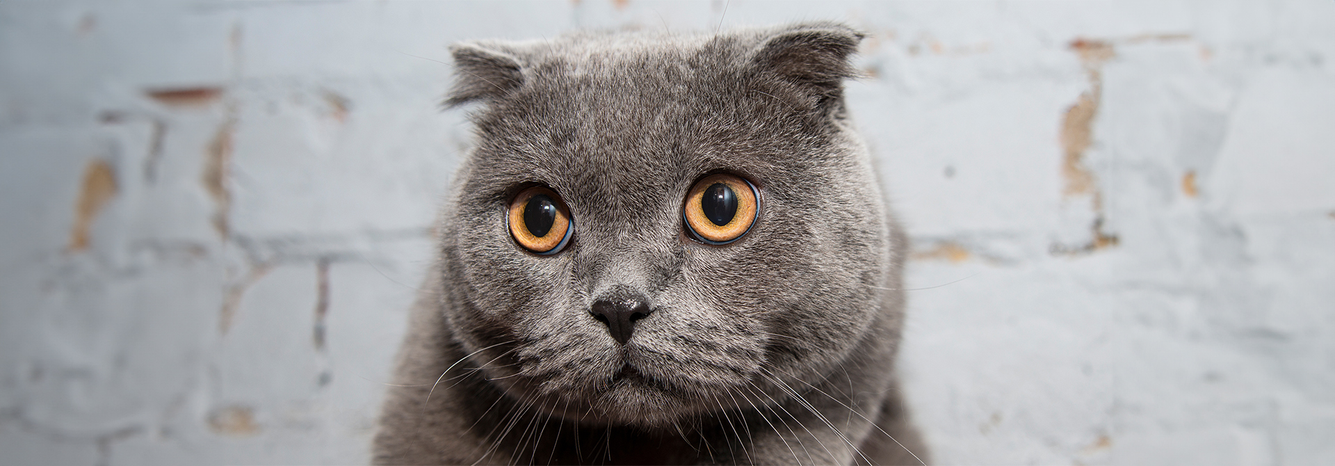 Arti Mata Kucing - Memahami Mata Kucing | Sheba® Indonesia