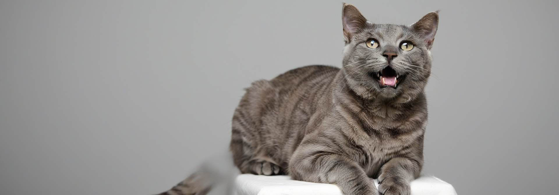 Ciri-Ciri Kucing Bahagia: Identifikasi Tanda-Tanda Kucing Bahagia ...