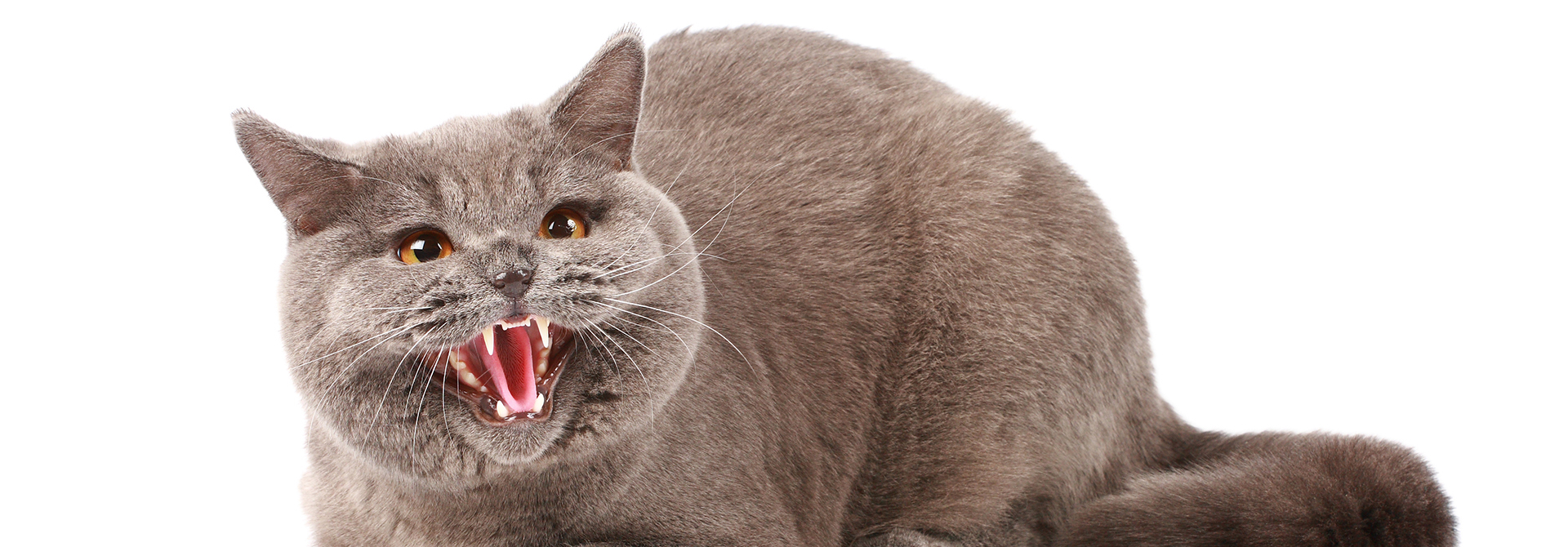 Aggressive Cats: Tips On How To Calm An Angry Cat | Sheba® Malaysia