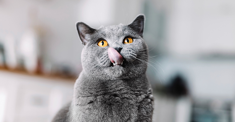 Kumisnya Kucing - Penjelasan Fungsi Misai Kucing | Sheba® Malaysia