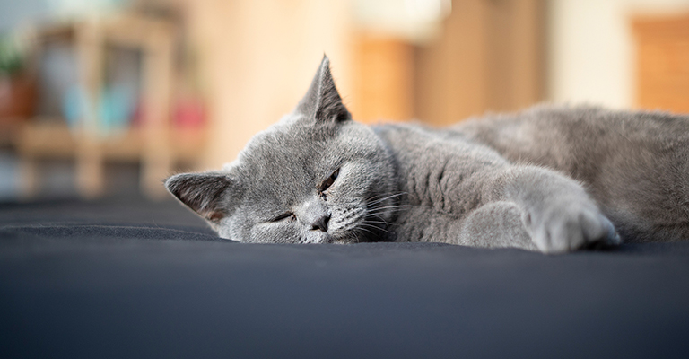 Cirit-Birit pada Kucing: Punca Cirit-Birit pada Kucing | Sheba® Malaysia