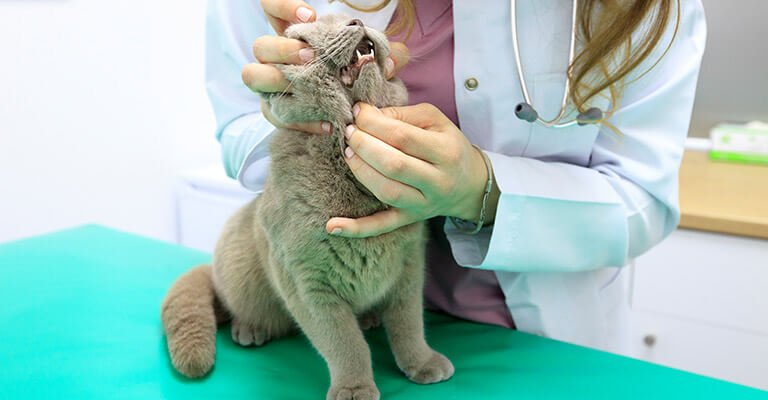 Understanding Asthma In A Cat: Symptoms & Treatment | Sheba® Malaysia