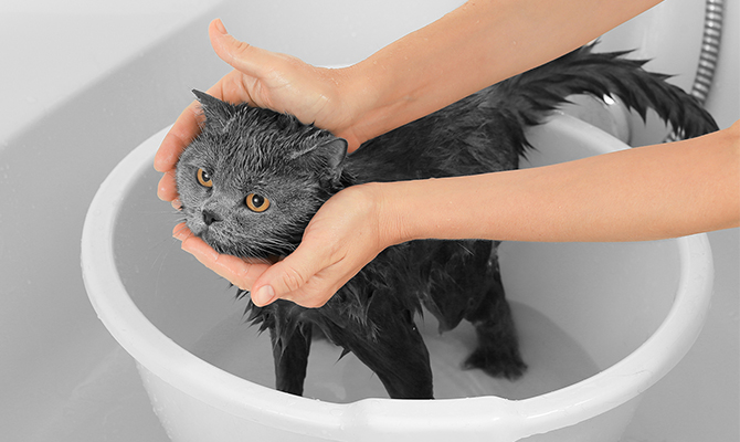 How to Bathe a Cat: Tips for Safe & Easy Bathing | Sheba® Malaysia