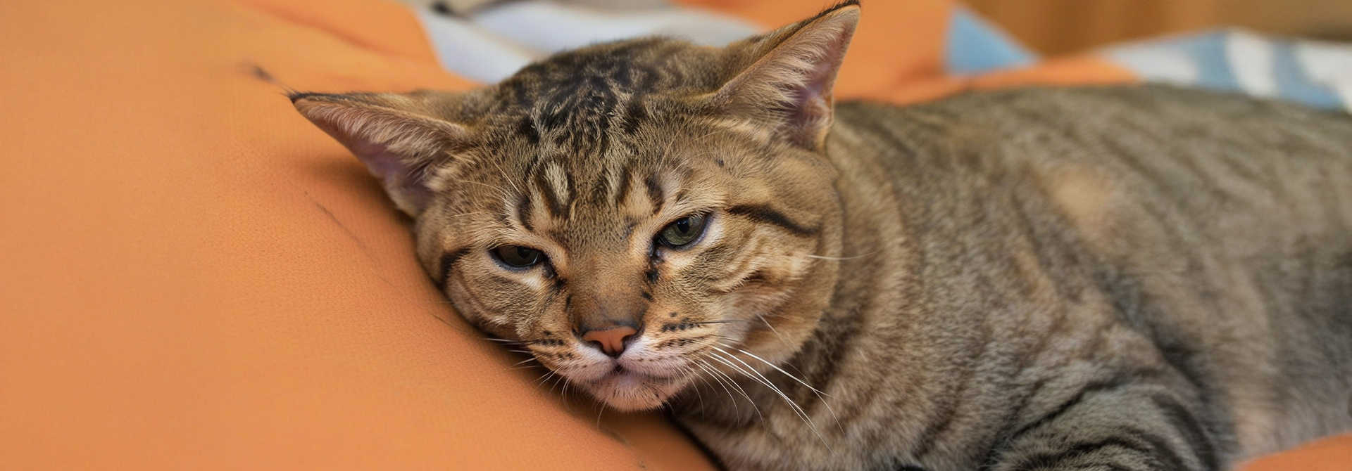 Ringworm in Cats: Symptoms, Treatment | Sheba® Malaysia